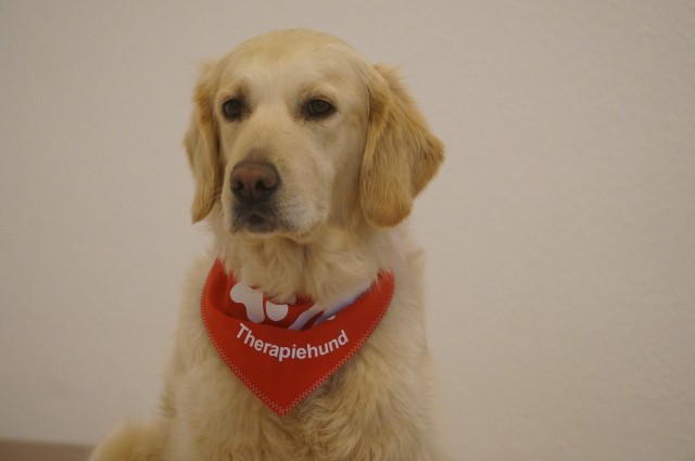 Golden Retriever - Therapiehunde